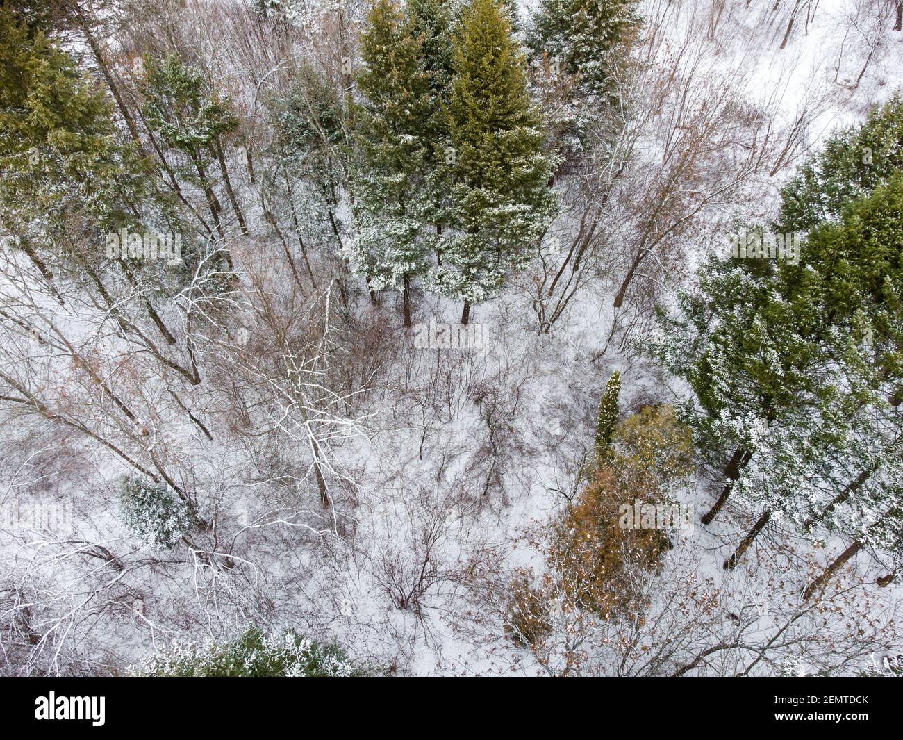 Mixed forest covered in snow aerial view from drone. Deciduous bare and ...