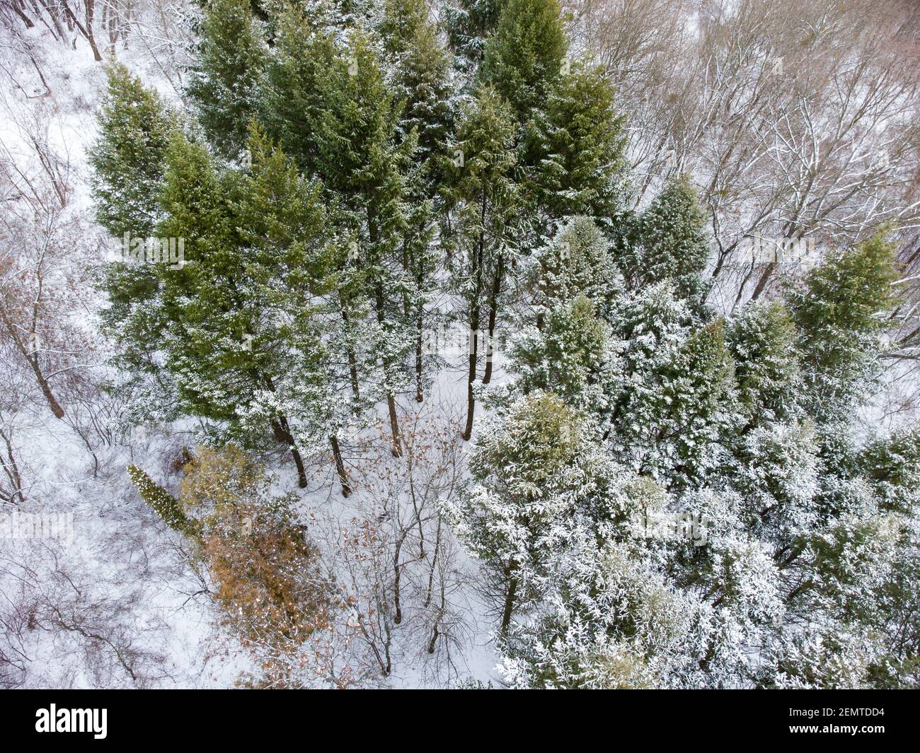 Mixed forest covered in snow aerial view from drone. Deciduous bare and ...