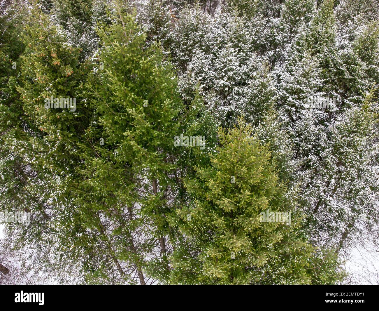 Aerial Spruce Trees Snow High Resolution Stock Photography and Images ...