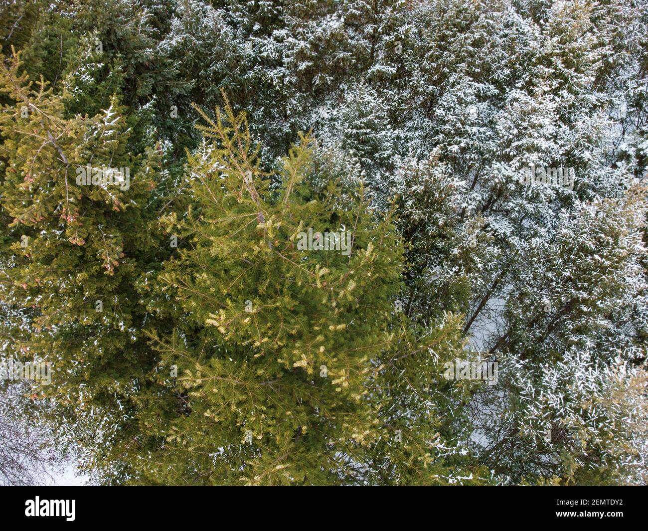 Green fur trees hi-res stock photography and images - Alamy