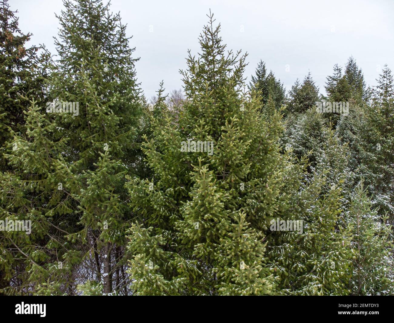 Evergreen trees snow close up hi-res stock photography and images - Alamy