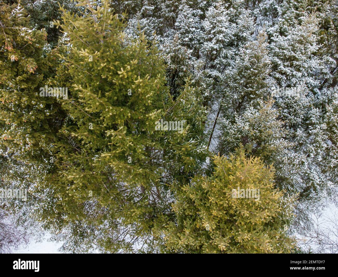 Green pine trees fur tops in forest covered in light snow, aerial view ...