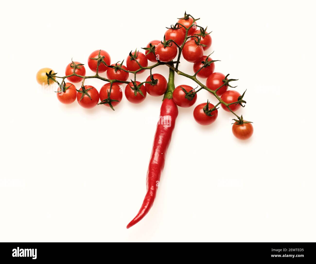 Tomato branch composition with hot pepper. Tomatoes of red color with ...