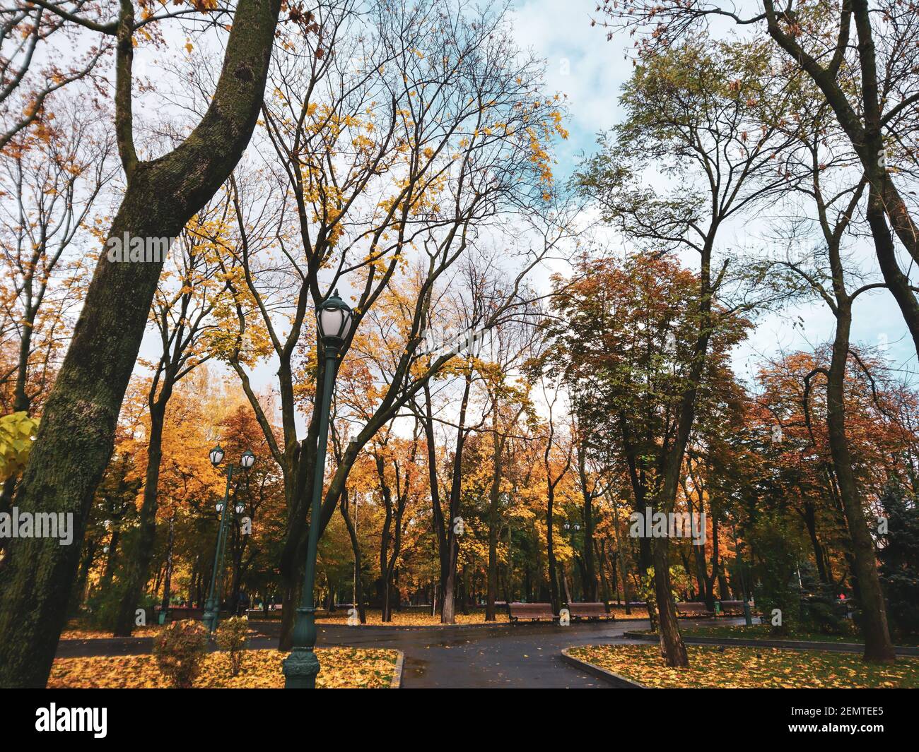 Autumn season park alley with trees with yellow and green leaves on ...
