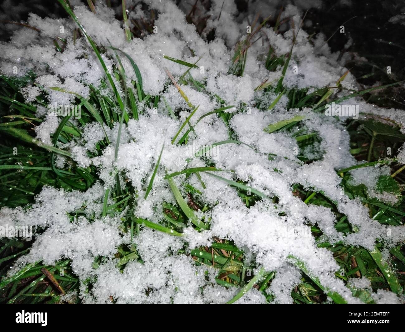 Grass dark night background hi-res stock photography and images - Alamy