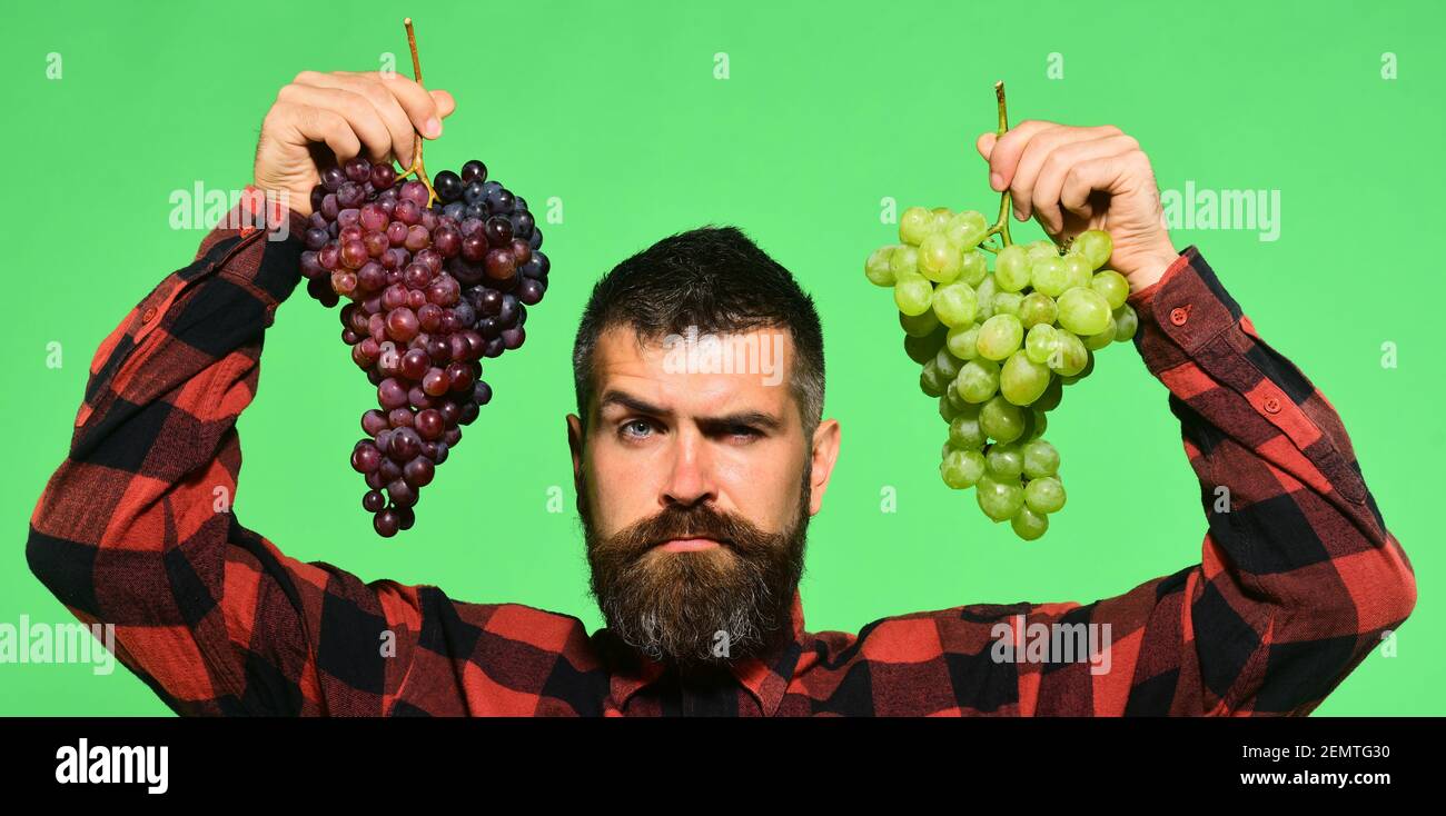 Farmer shows his harvest. Winemaking and autumn crops concept. Man with ...