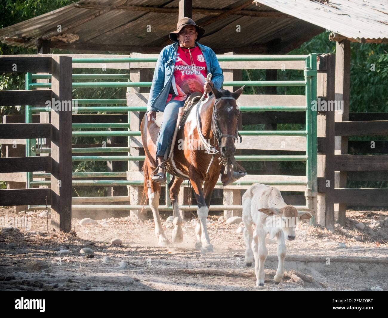 A cowboy seen riding his horse at the El Paraíso farm. Colombian ...