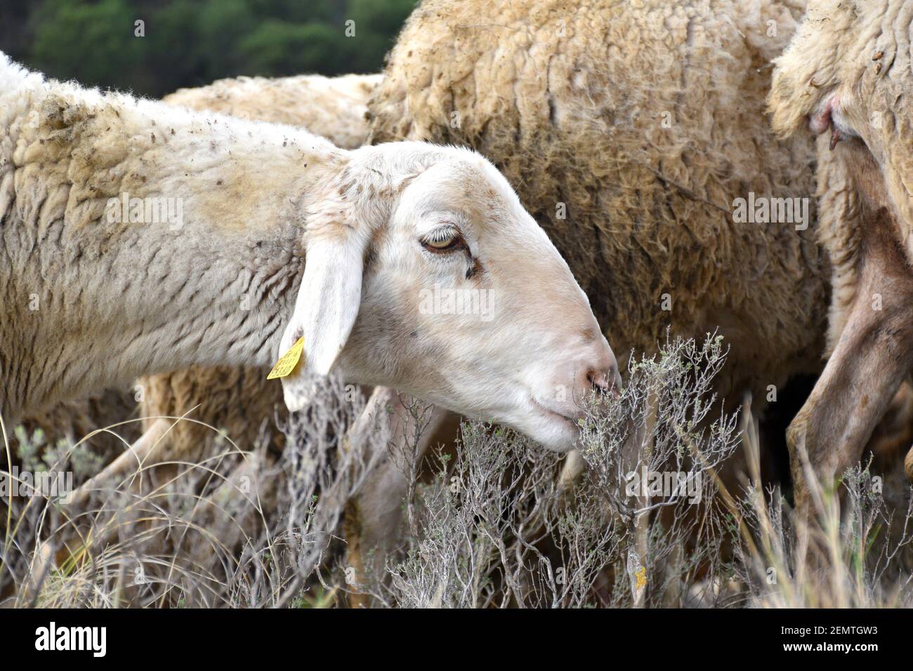 Side view of head and neck of white sheep eating young shoots of thyme ...