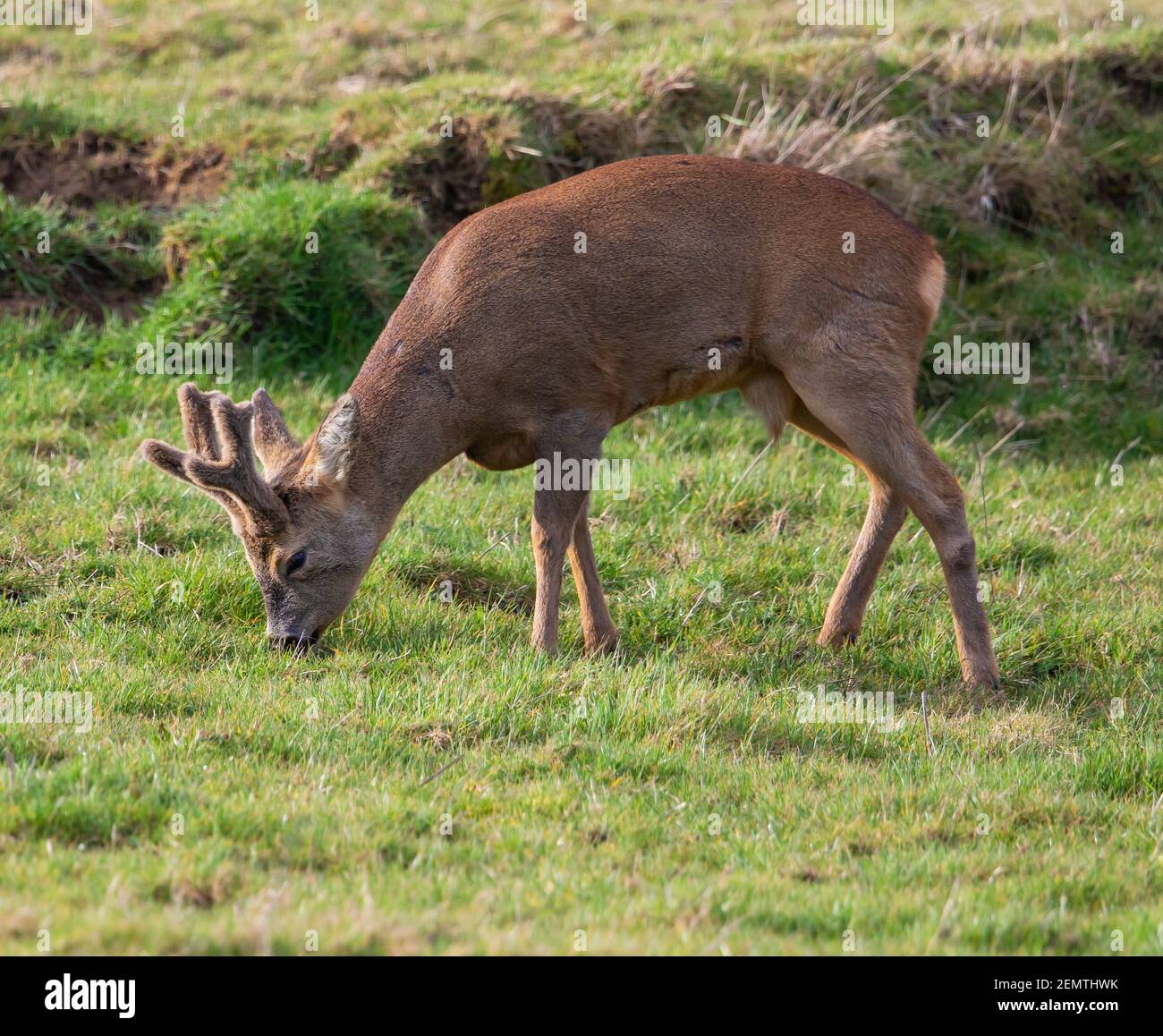 Roe deer in the winter sunshine Stock Photo - Alamy