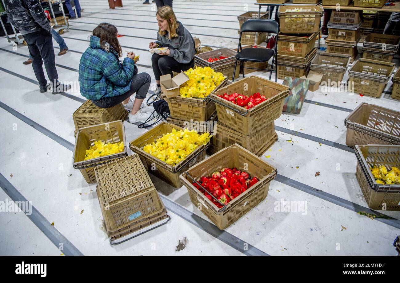 SASSENHEIM - Building up the flower cars for the flower parade on ...