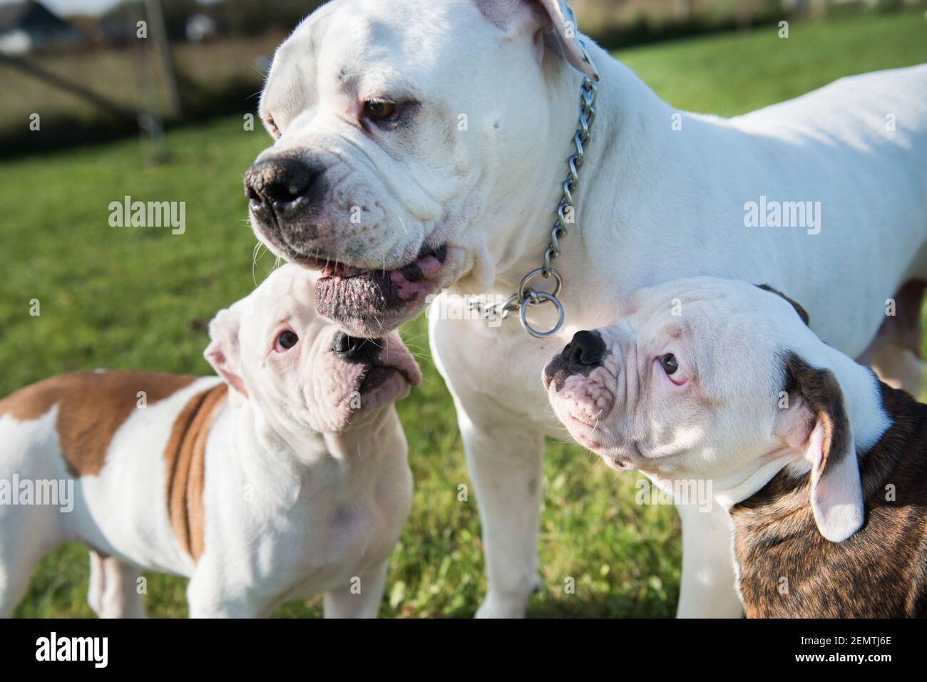 American Bulldog puppies with mother are playing Stock Photo - Alamy