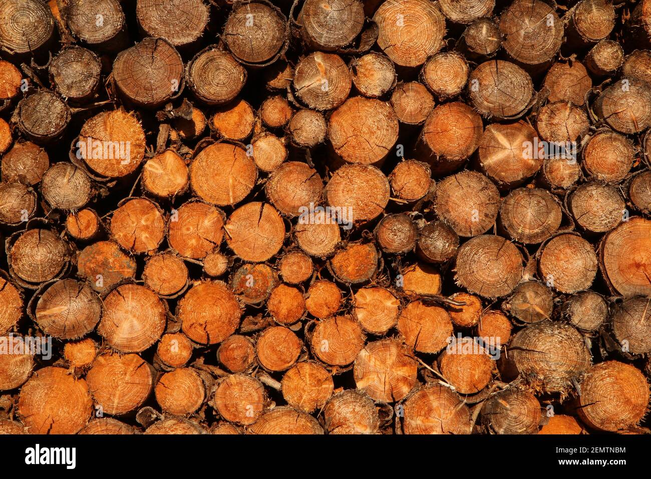 the detail of stacked logs. Symbol for the woodcutting and forestry ...