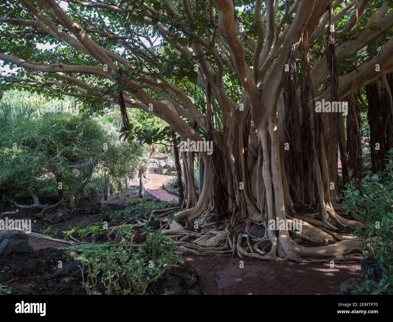 Fig tree ficus socotrana gran hi-res stock photography and images - Alamy