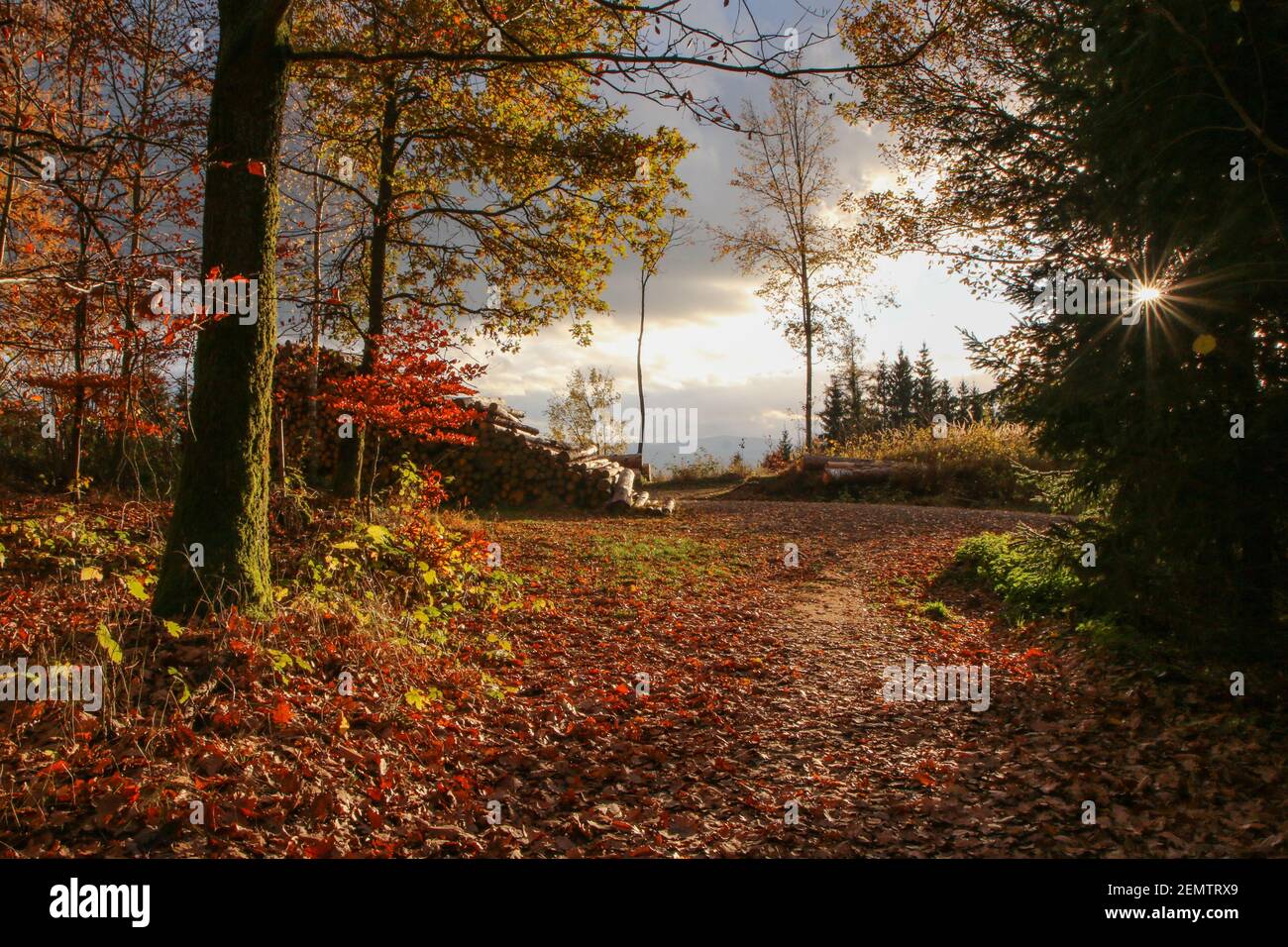 Nice and colorful czech nature during the autumn. Red and yellow woods ...
