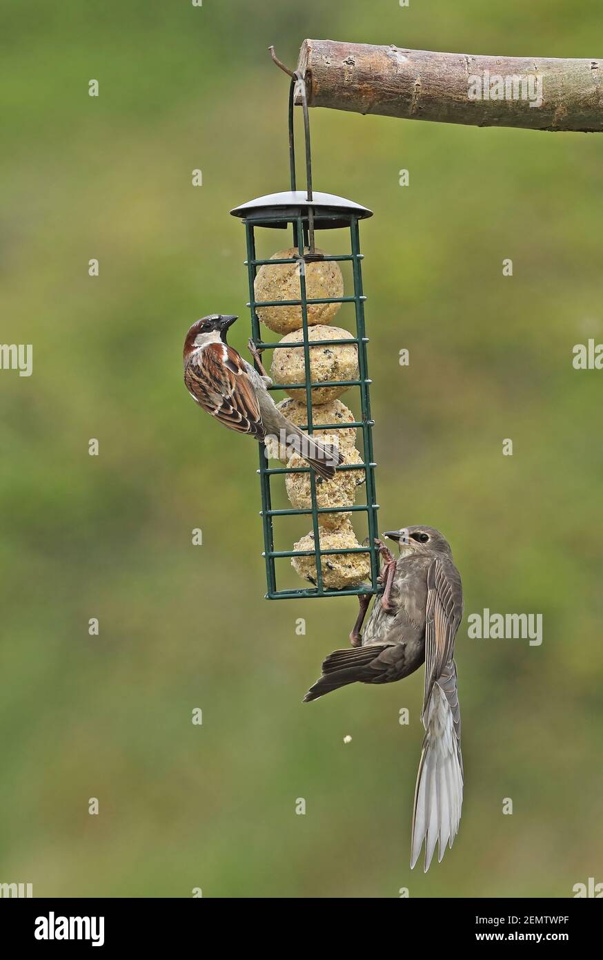 Immature House Sparrow High Resolution Stock Photography and Images - Alamy