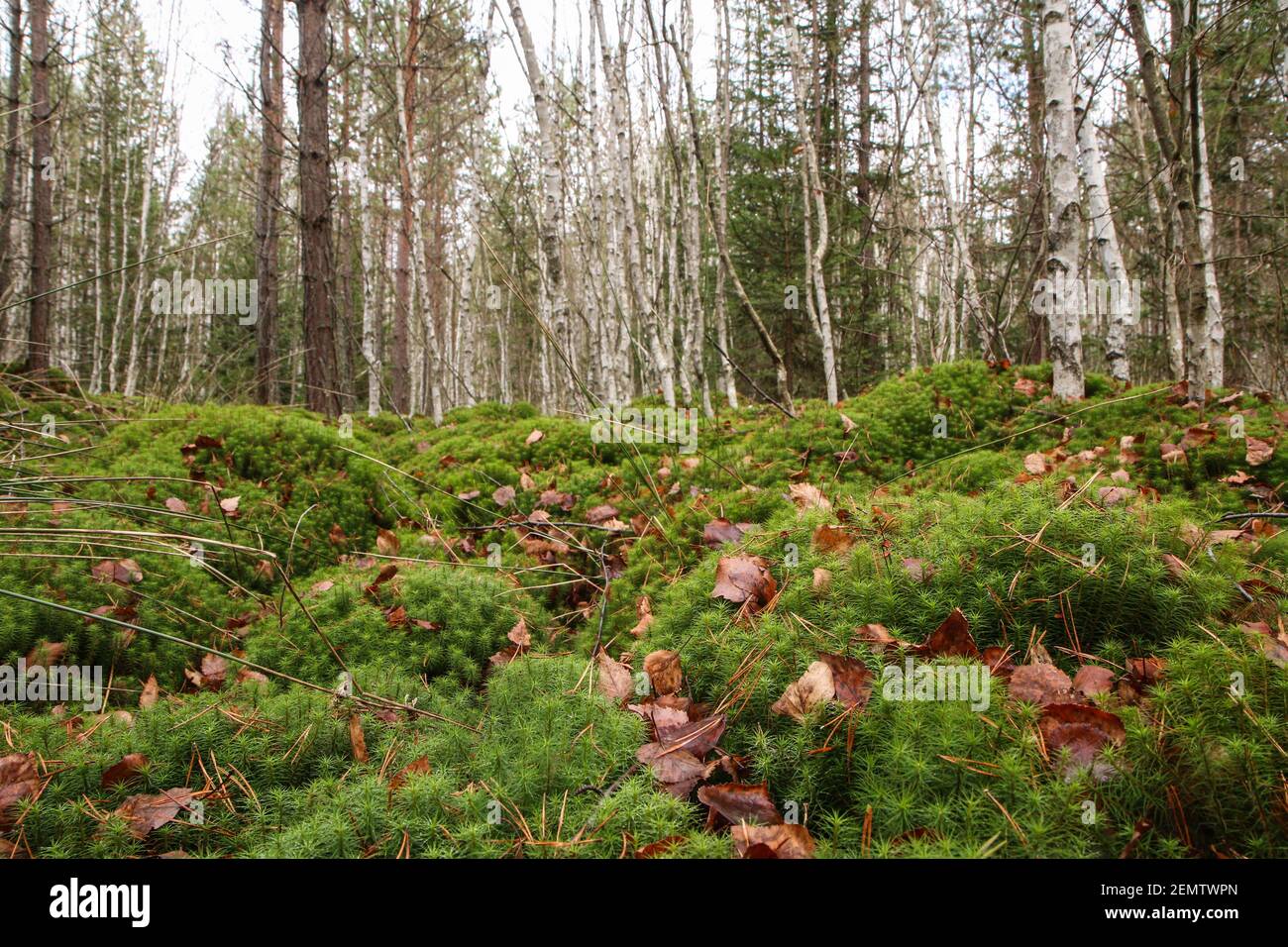 The fresh green moss under the birch trees during the late autumn Stock ...