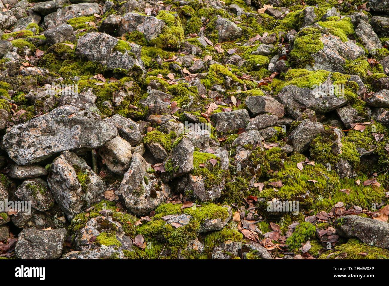 Close up of moss covered stone hi-res stock photography and images - Alamy