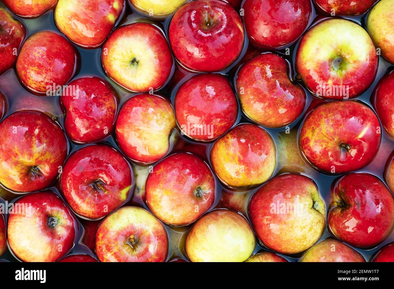 Red apples from own garden in water close up. Nature organic eco food ...