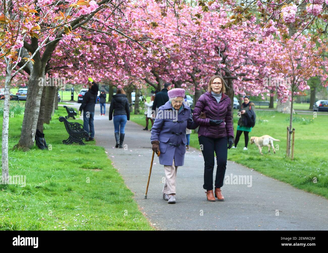 People seen walking along the famous Cherry Blossom avenue in full ...