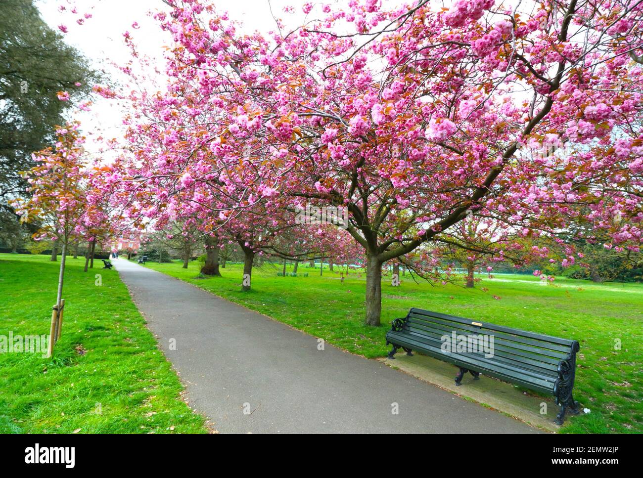 Famous Cherry Blossom avenue seen in full bloom at the Greenwich park ...