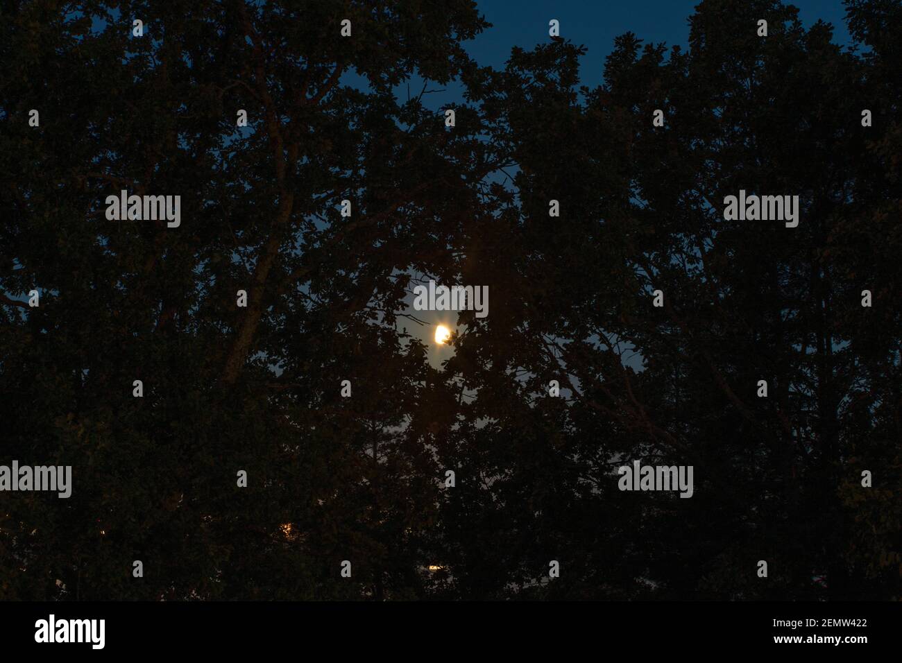 Amazing view of moon at night through the tree tops. Beautiful summer ...