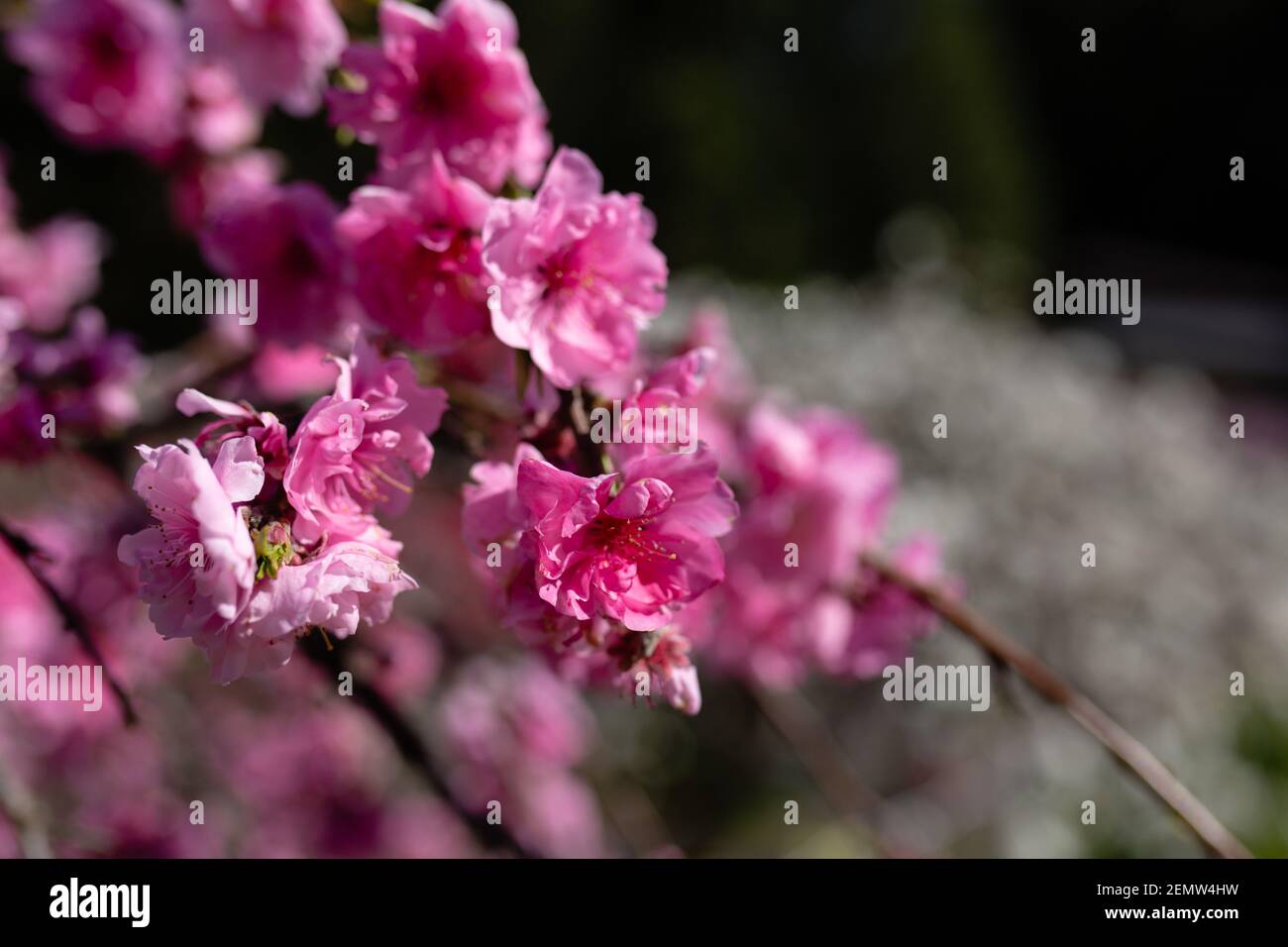 A view of the weeping peach trees. Approximately 3000 weeping peaches ...