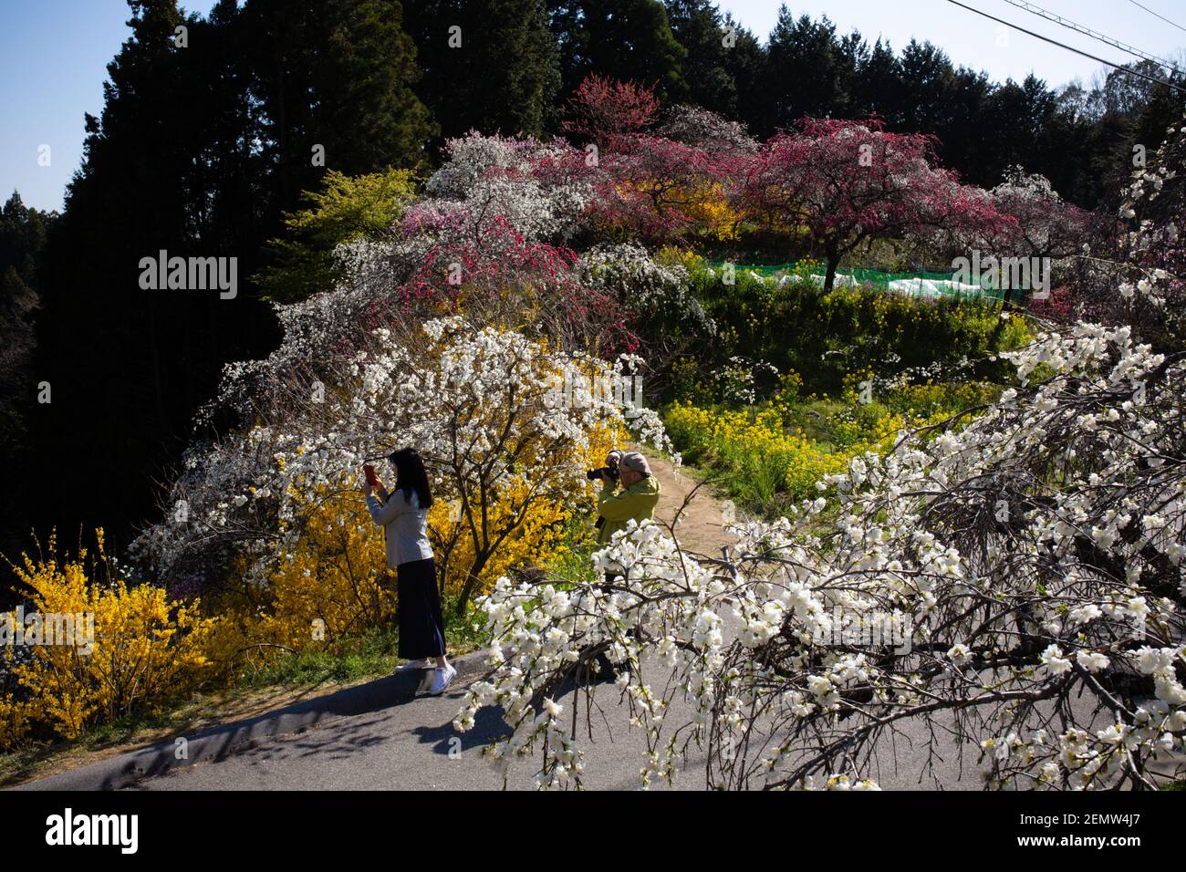 People seen enjoying the view of the weeping peach trees. Approximately ...
