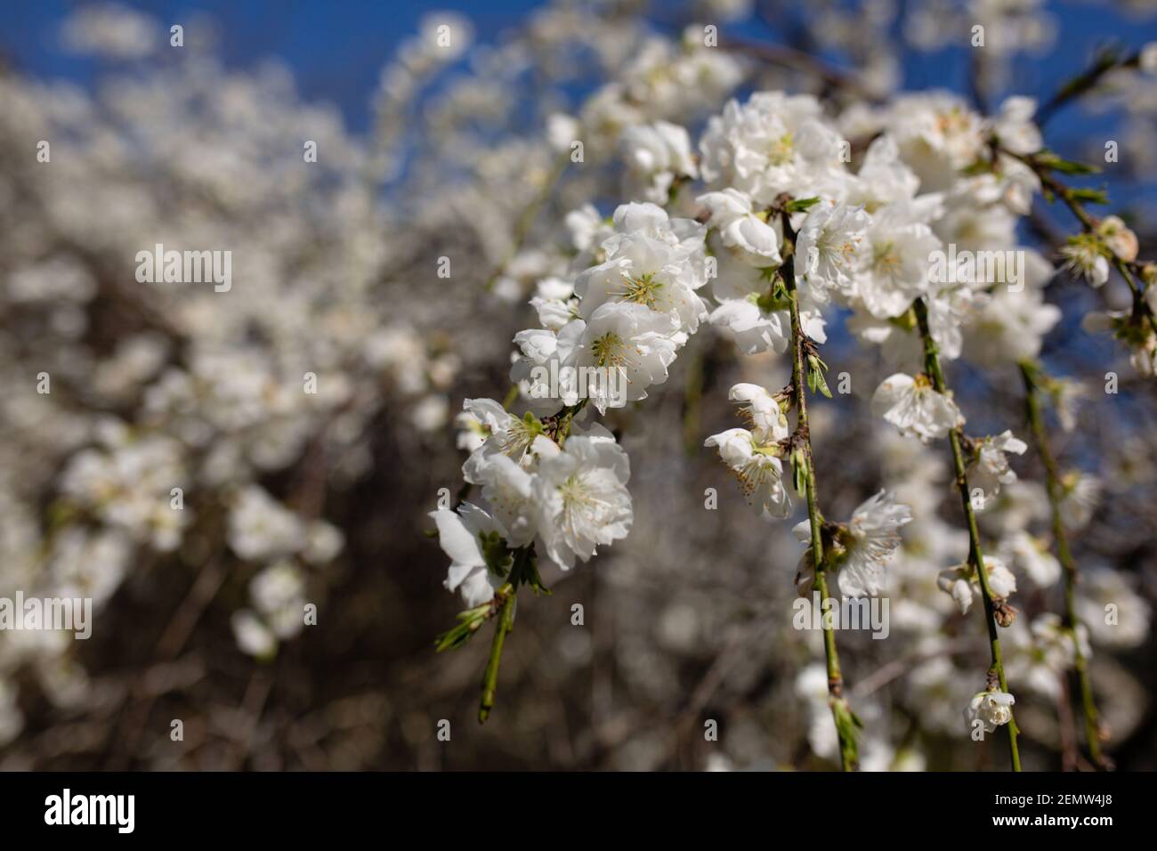 A view of the weeping peach trees. Approximately 3000 weeping peaches ...