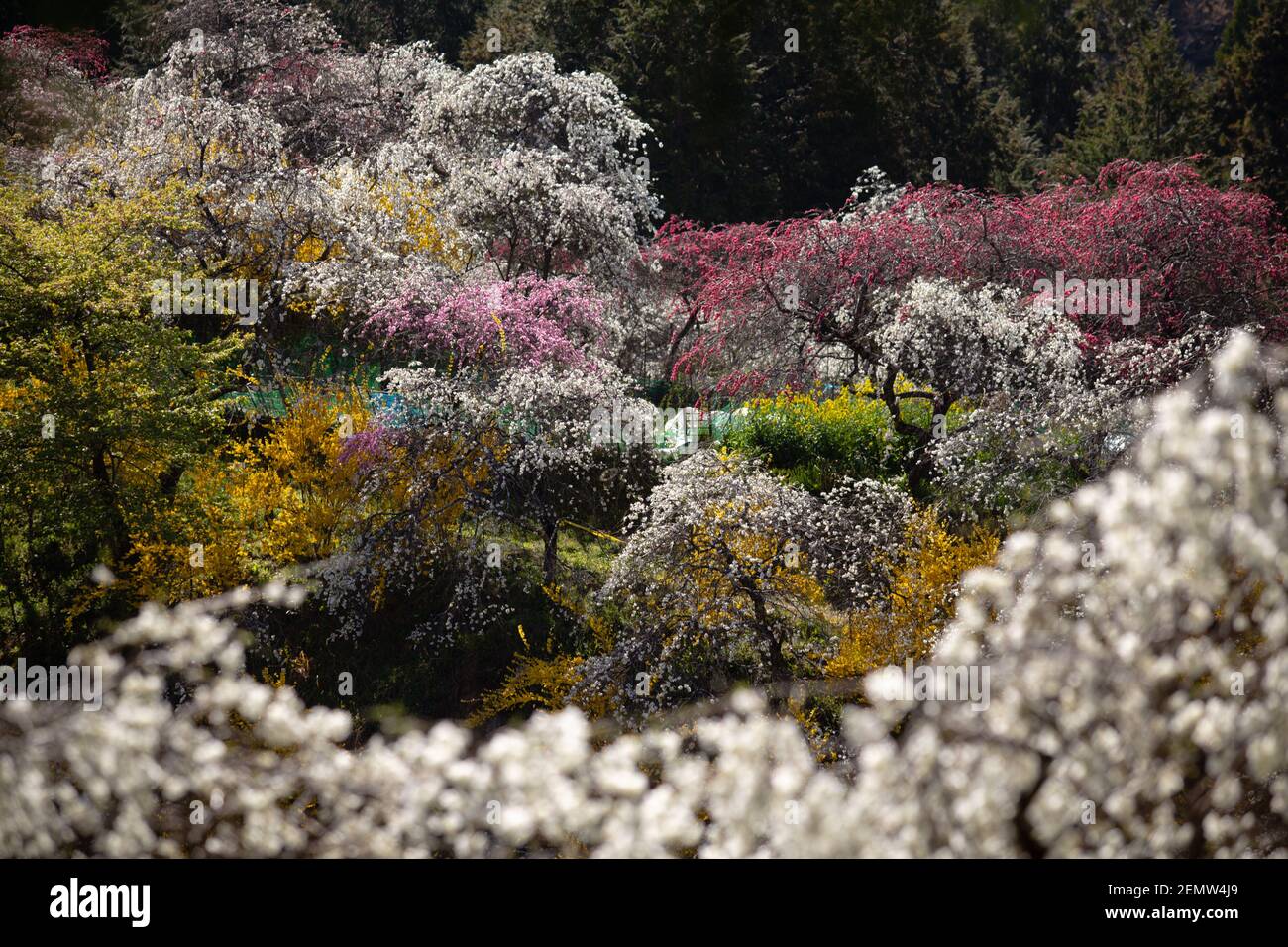 A view of the weeping peach trees. Approximately 3000 weeping peaches ...