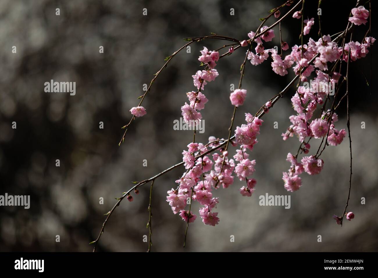 A view of the weeping peach trees. Approximately 3000 weeping peaches ...