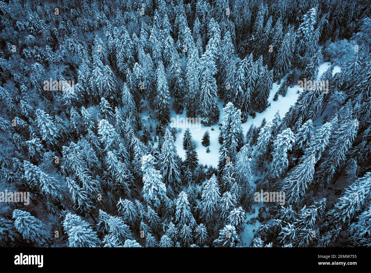 Aerial drone top down fly over winter spruce and pine forest. Fir trees ...