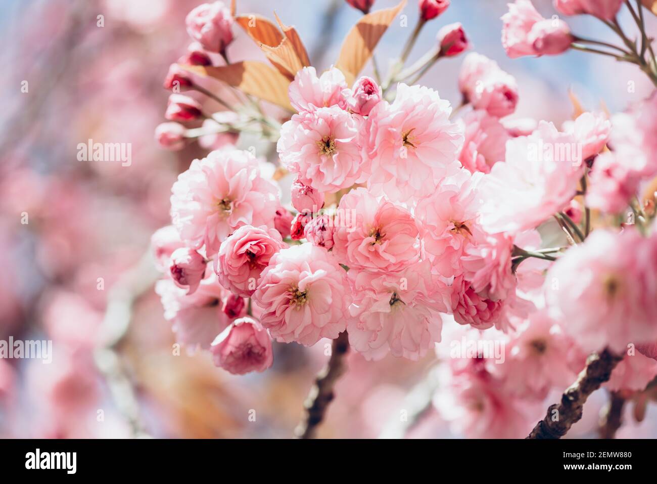 Sakura flowers in bloom Stock Photo - Alamy