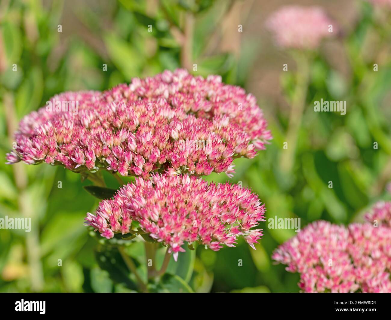 Hylotelephium telephium hi-res stock photography and images - Alamy