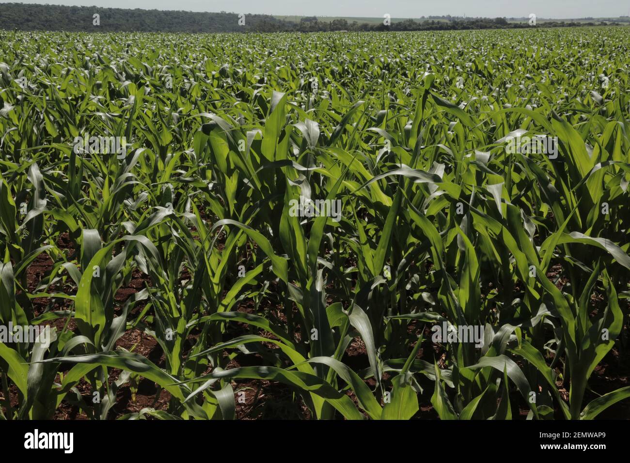 Corn plants in a field in Campo Mourao, Brazil on Apr. 11, 2019. The ...