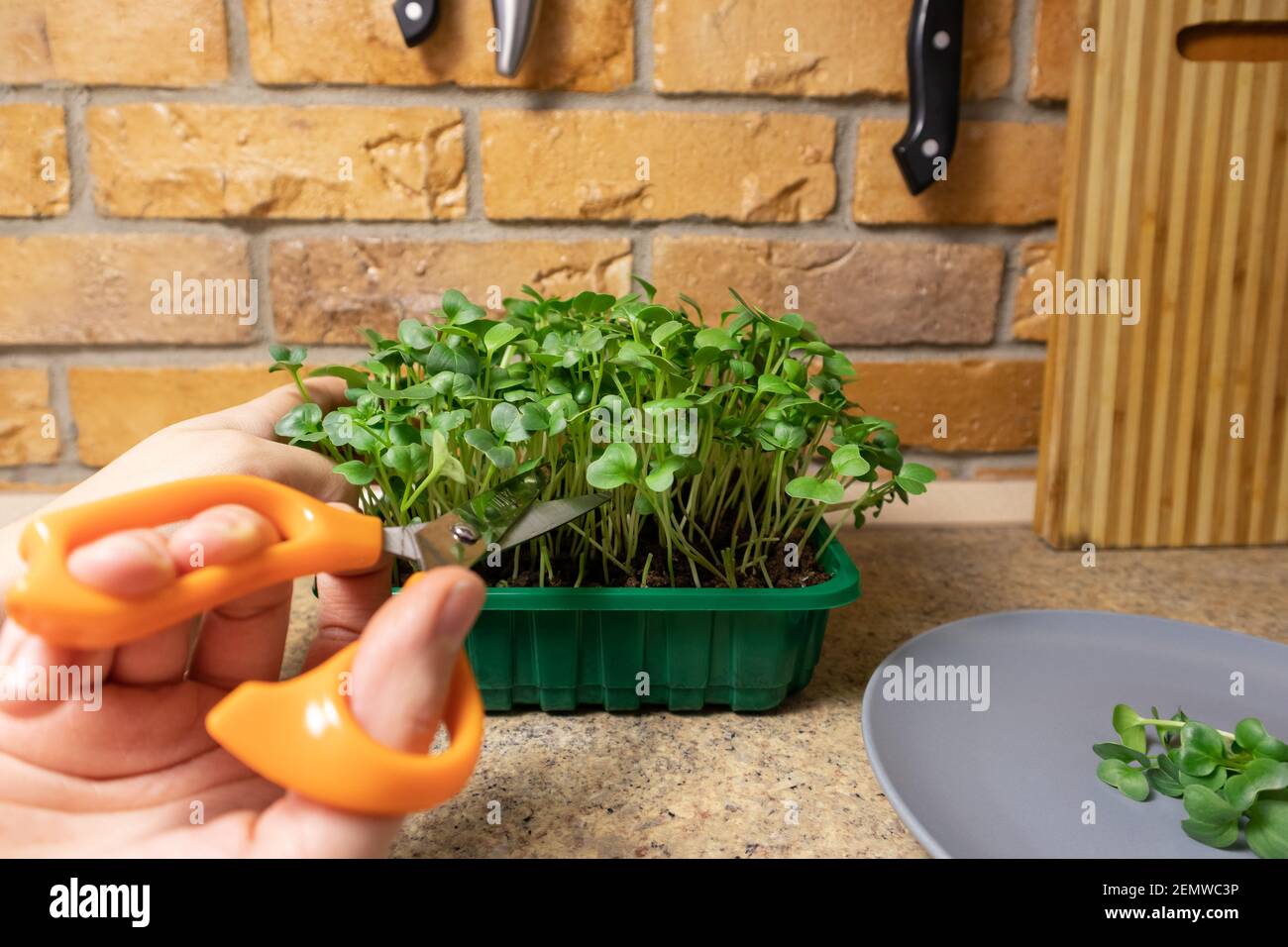 Growing microgreens home hand hi-res stock photography and images - Alamy