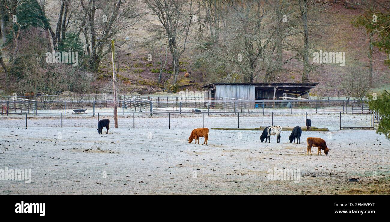 Freezing cattle hi-res stock photography and images - Alamy