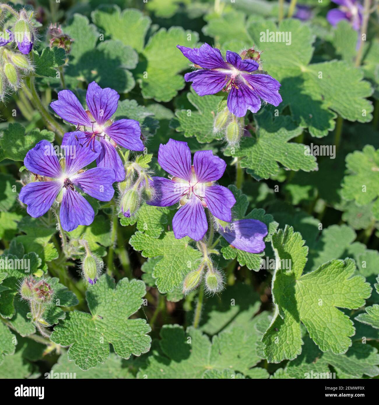 Geranium magnificum hi-res stock photography and images - Alamy