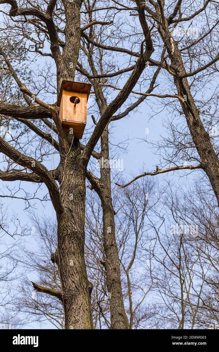 Wooden nesting box. Nesting boxes for owls on oak tree. An owl's nest ...