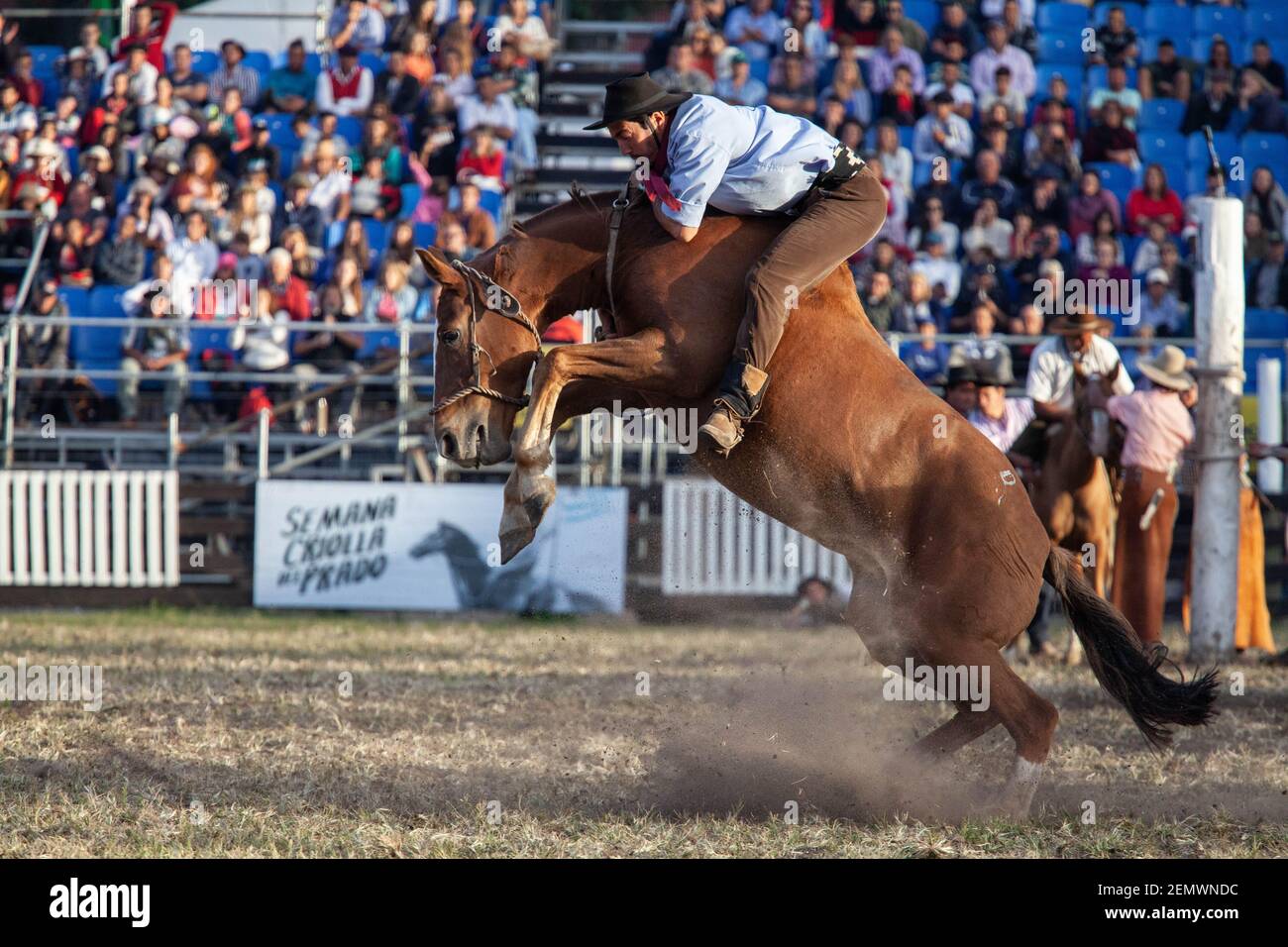 A Gaucho (Cowboy) seen riding a horse during the "Criolla Week" rodeo ...