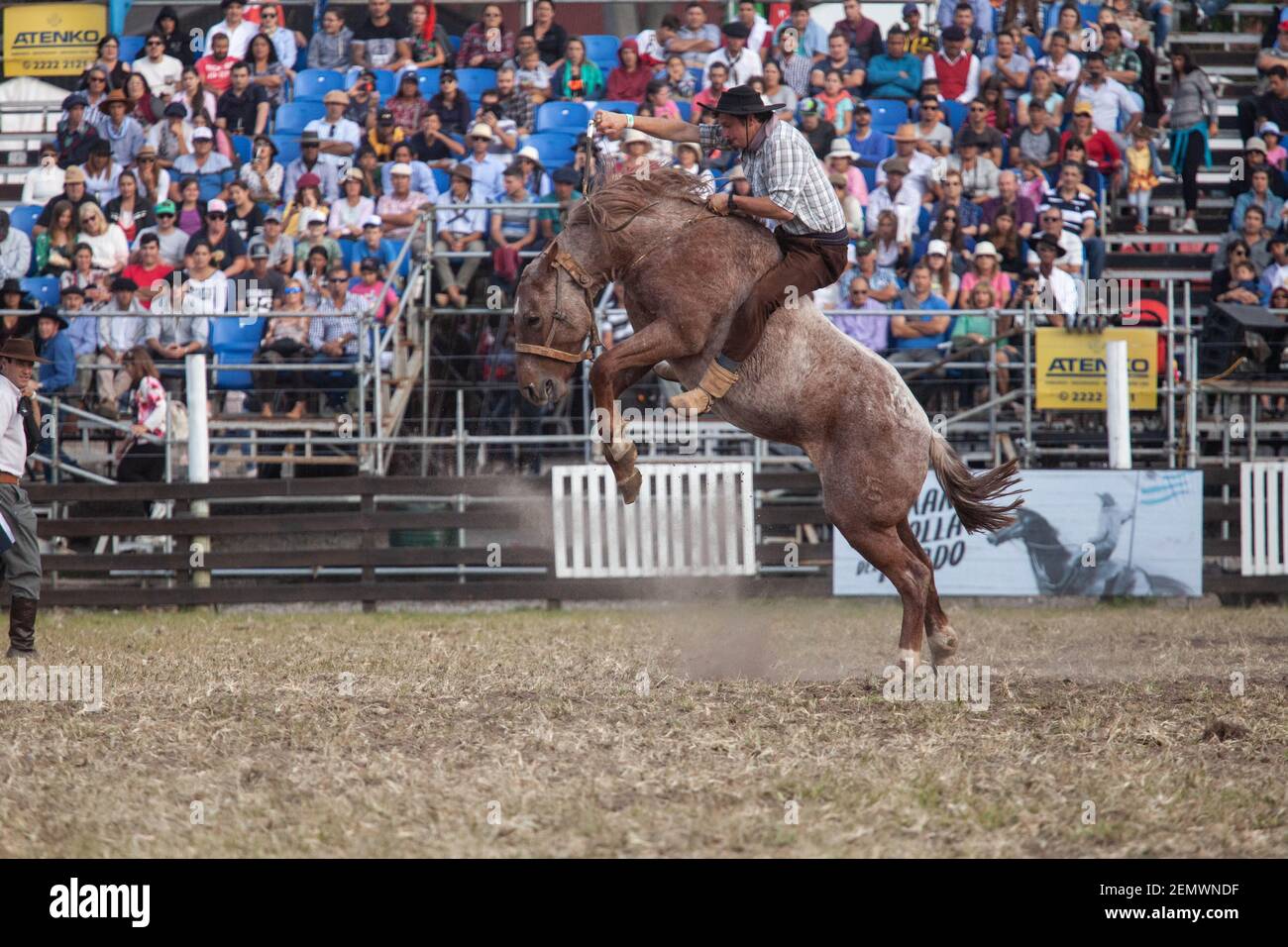 A Gaucho (Cowboy) seen riding a horse during the "Criolla Week" rodeo ...
