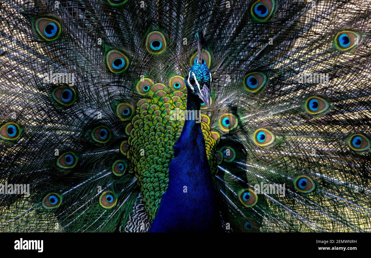 Ritual displays High Resolution Stock Photography and Images - Alamy