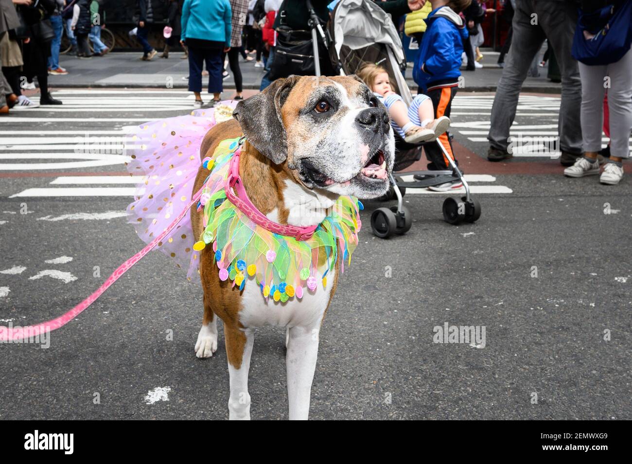 A dog seen in a fancy costume during the Easter Bonnet parade on Fifth ...