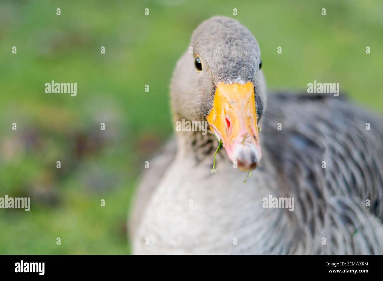 Largest and bulkiest of the wild geese hi-res stock photography and ...