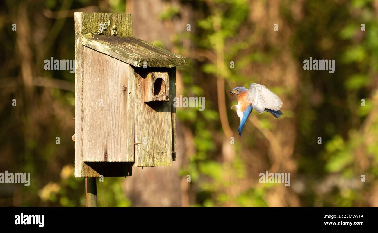 Nesting bluebird hi-res stock photography and images - Alamy
