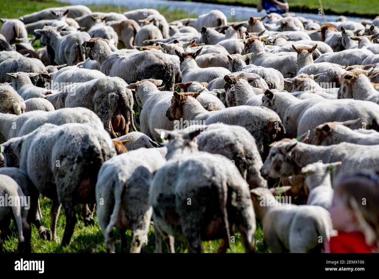 Lamb day where people can see how goat herders work in Schiedam, The ...