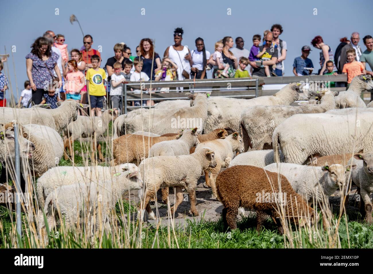 Lamb day where people can see how goat herders work in Schiedam, The ...