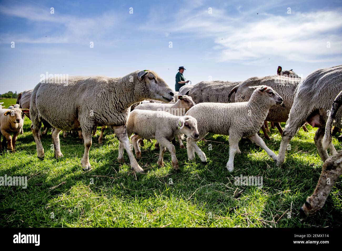 Lamb day where people can see how goat herders work in Schiedam, The ...