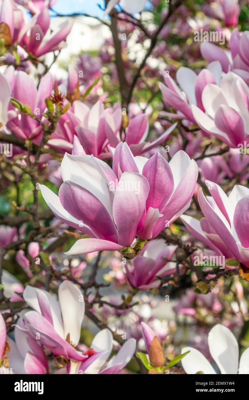 Pink magnolia liliiflora flowers green hi-res stock photography and ...