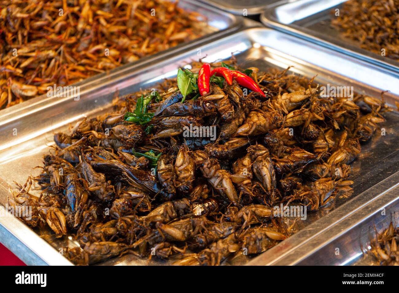 Asian food market. A counter with fried insects Stock Photo - Alamy