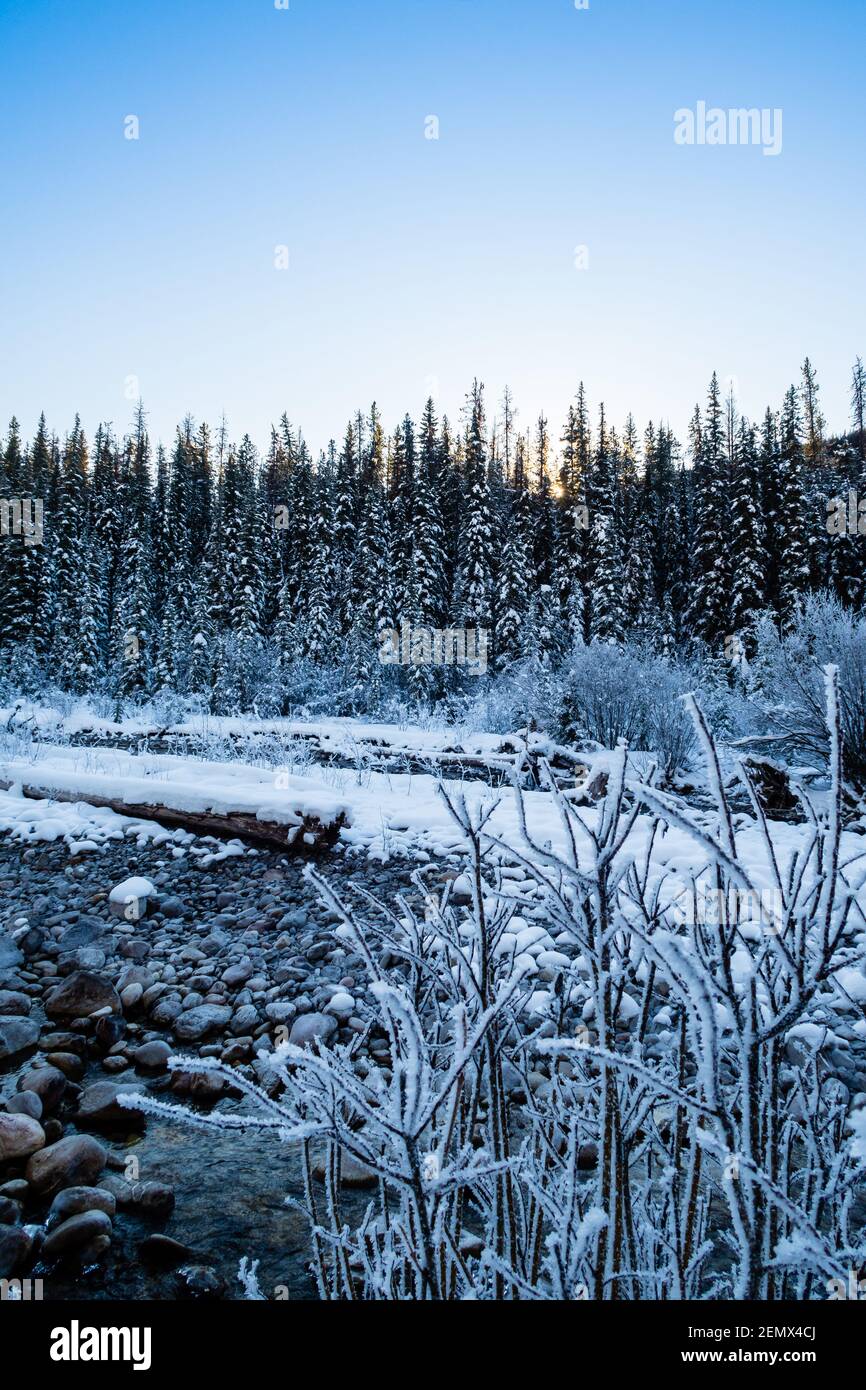 Jasper christmas tree hi-res stock photography and images - Alamy